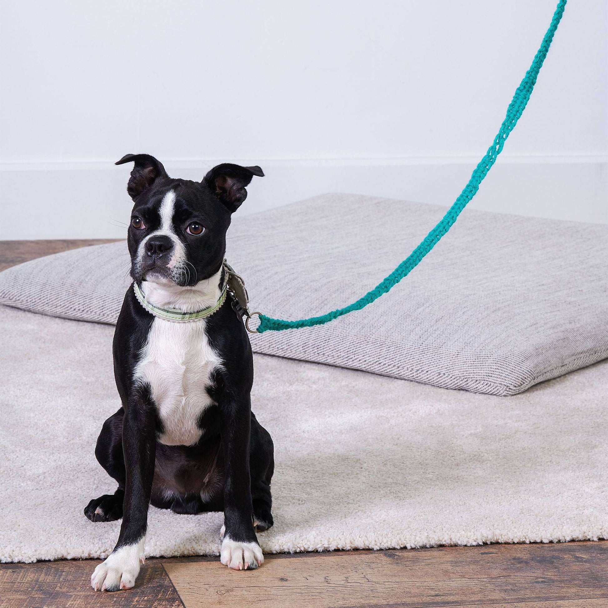 Free Beginner Red Heart Macrame Zipper Pet Leash Craft Pattern ...